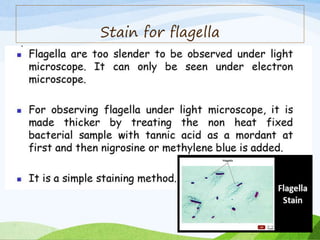 staining technique.pptx