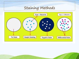 staining technique.pptx