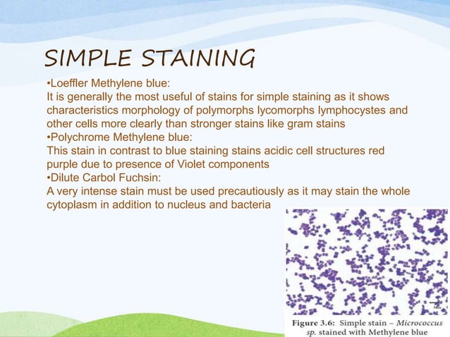staining technique.pptx | Free Download
