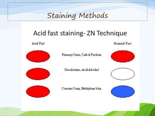 staining technique.pptx