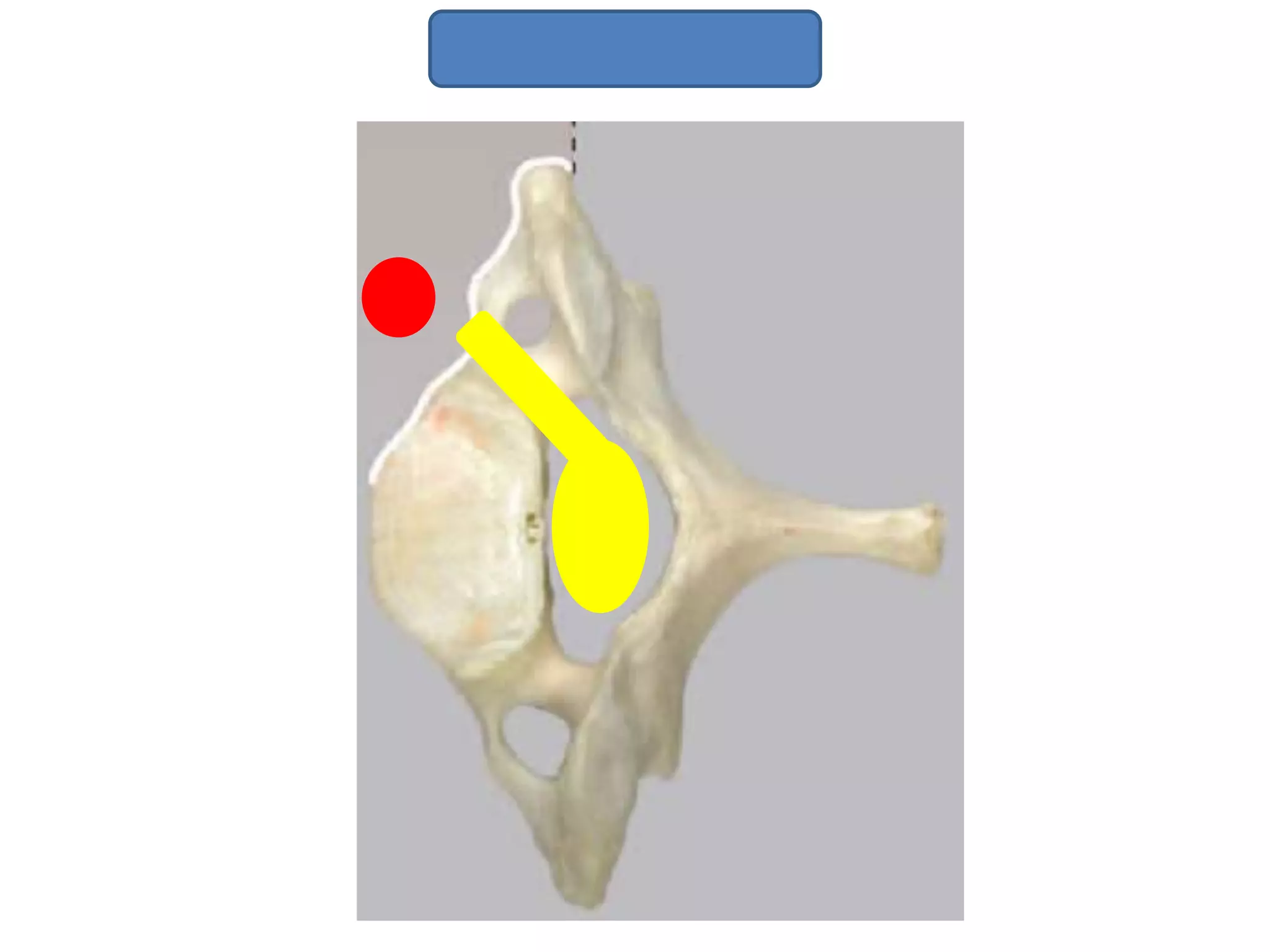 Basic sonoanatomy of ultrasound guided interventions of cervical and ...
