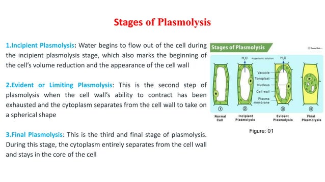 Presentation slide about PLASMOLYSIS of Agriculture practices | PPT