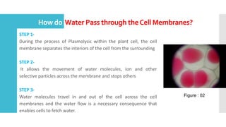 Presentation slide about PLASMOLYSIS of Agriculture practices | PPT