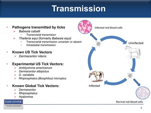 Fazd equine piroplasmosis | PPT