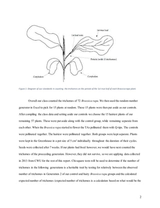 Brassica Rapa Diagram