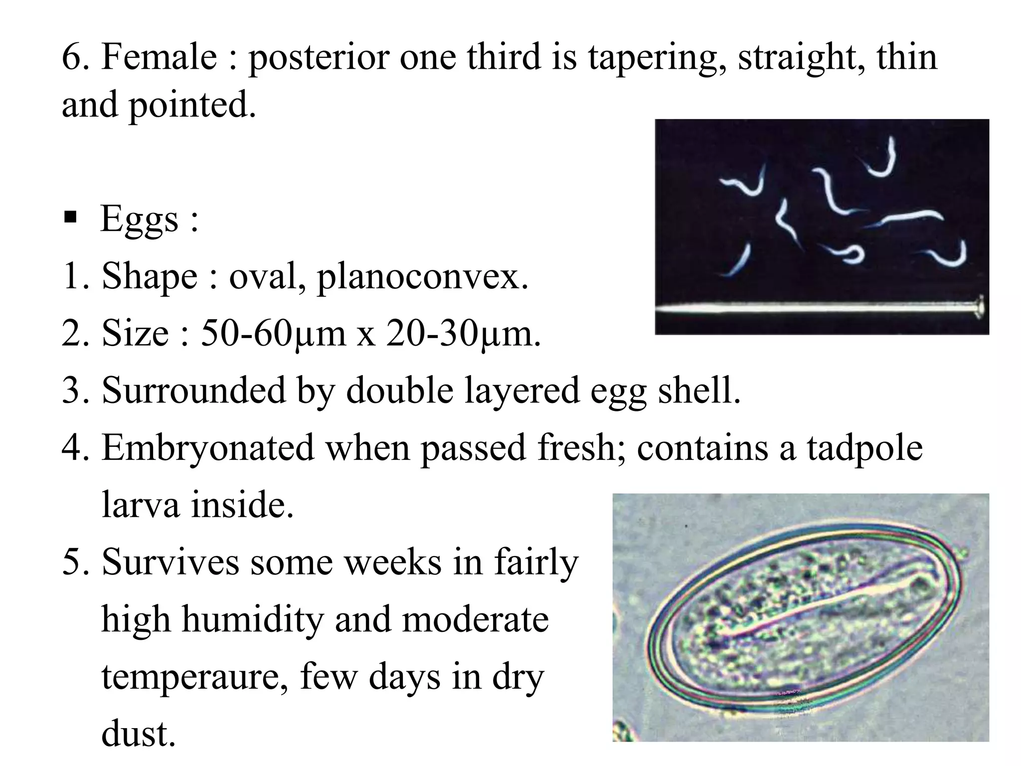 Intestinal Nematodes | PPTX