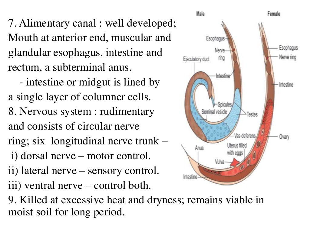 Intestinal Nematodes