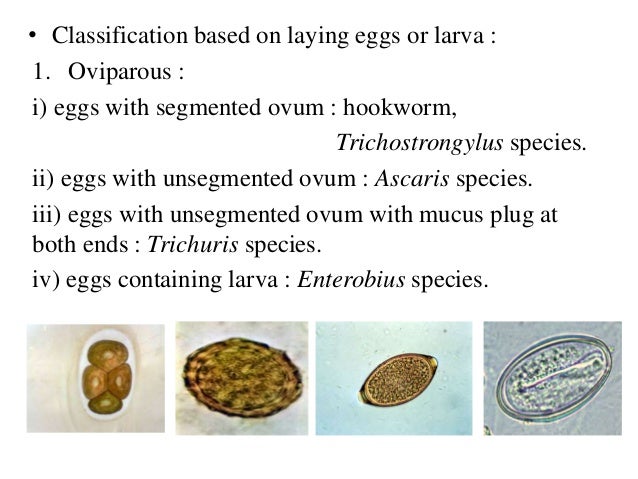 Intestinal Nematodes