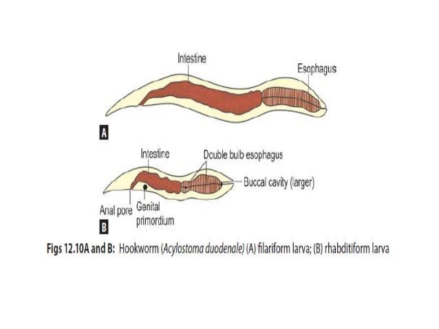 Intestinal Nematodes