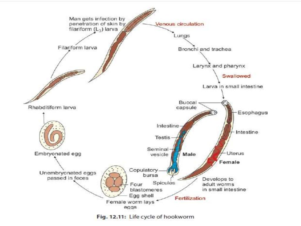 Intestinal Nematodes