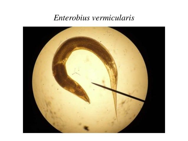 Intestinal Nematodes