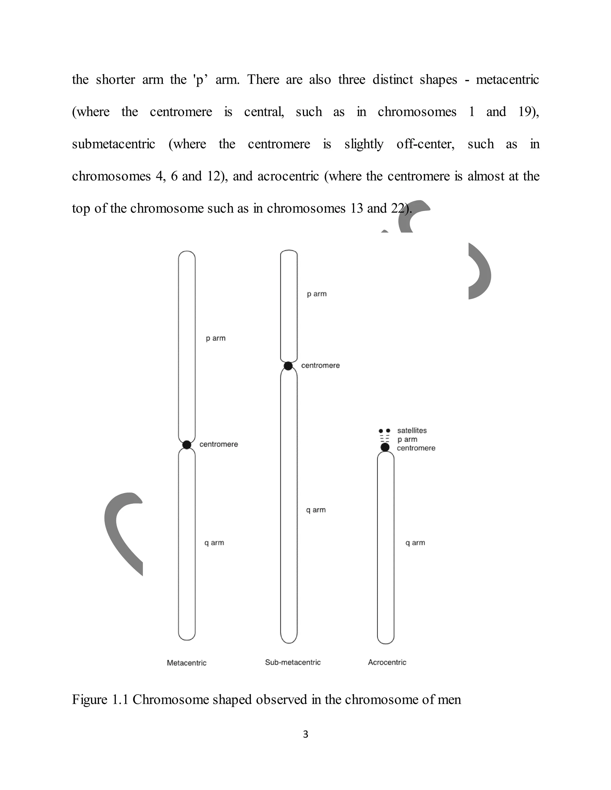 Chromosome: A Complete Overview | DOCX