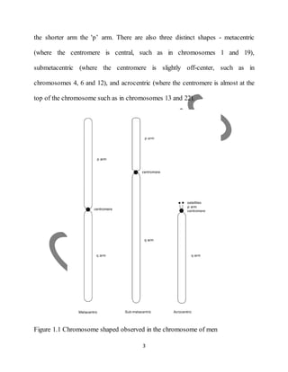 Chromosome: A Complete Overview | DOCX