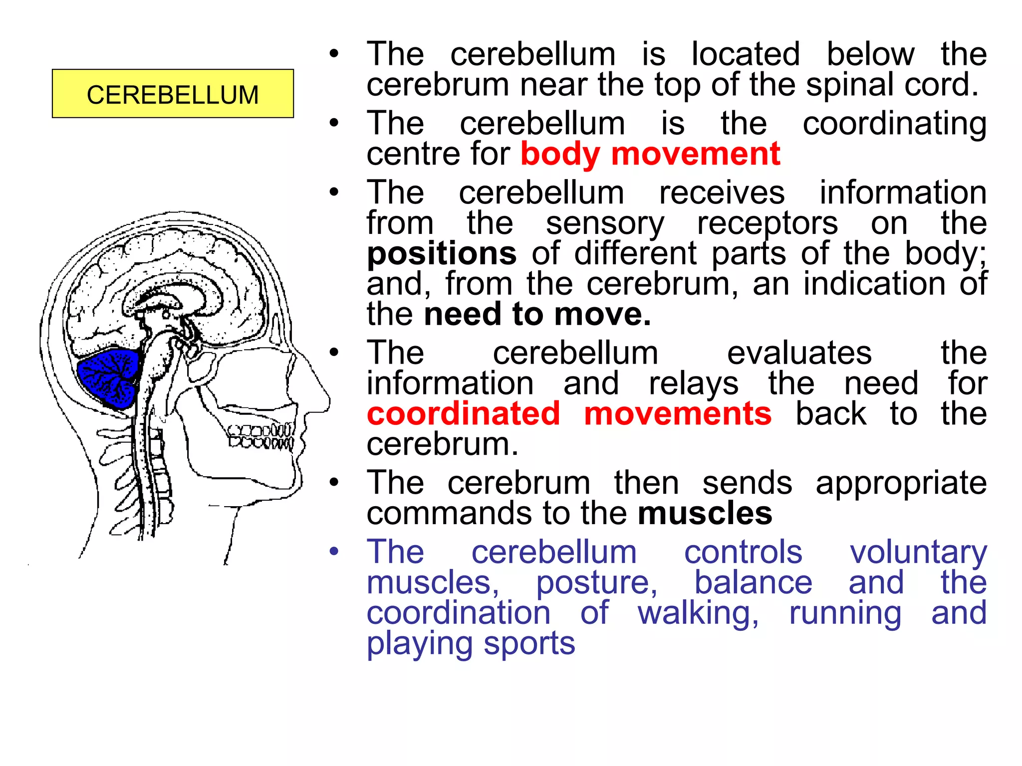 F:\Biology Form 5\Chp 3 Coordination And Response\3 2 The Role Of The ...