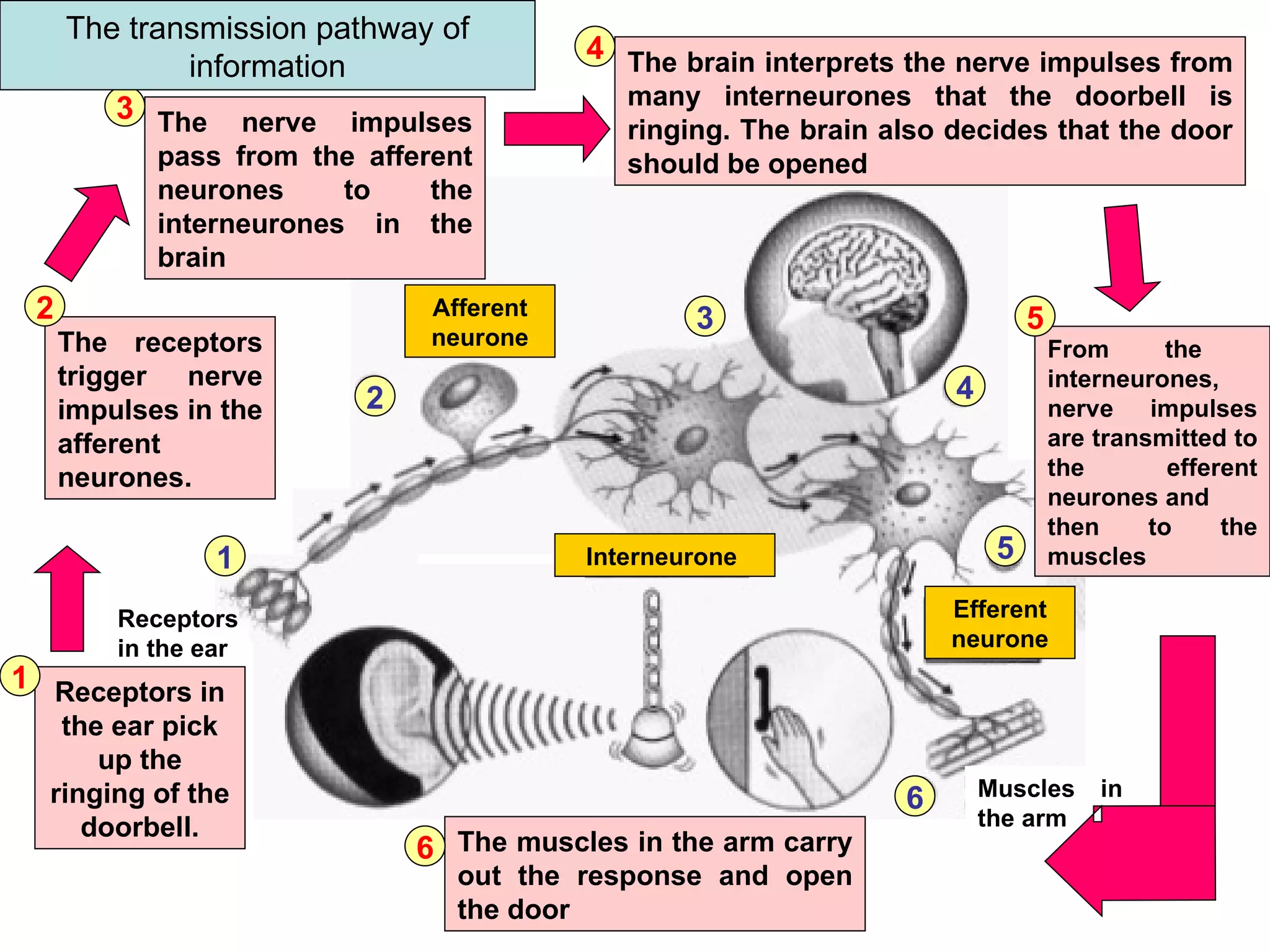 F:\Biology Form 5\Chp 3 Coordination And Response\3 2 The Role Of The ...