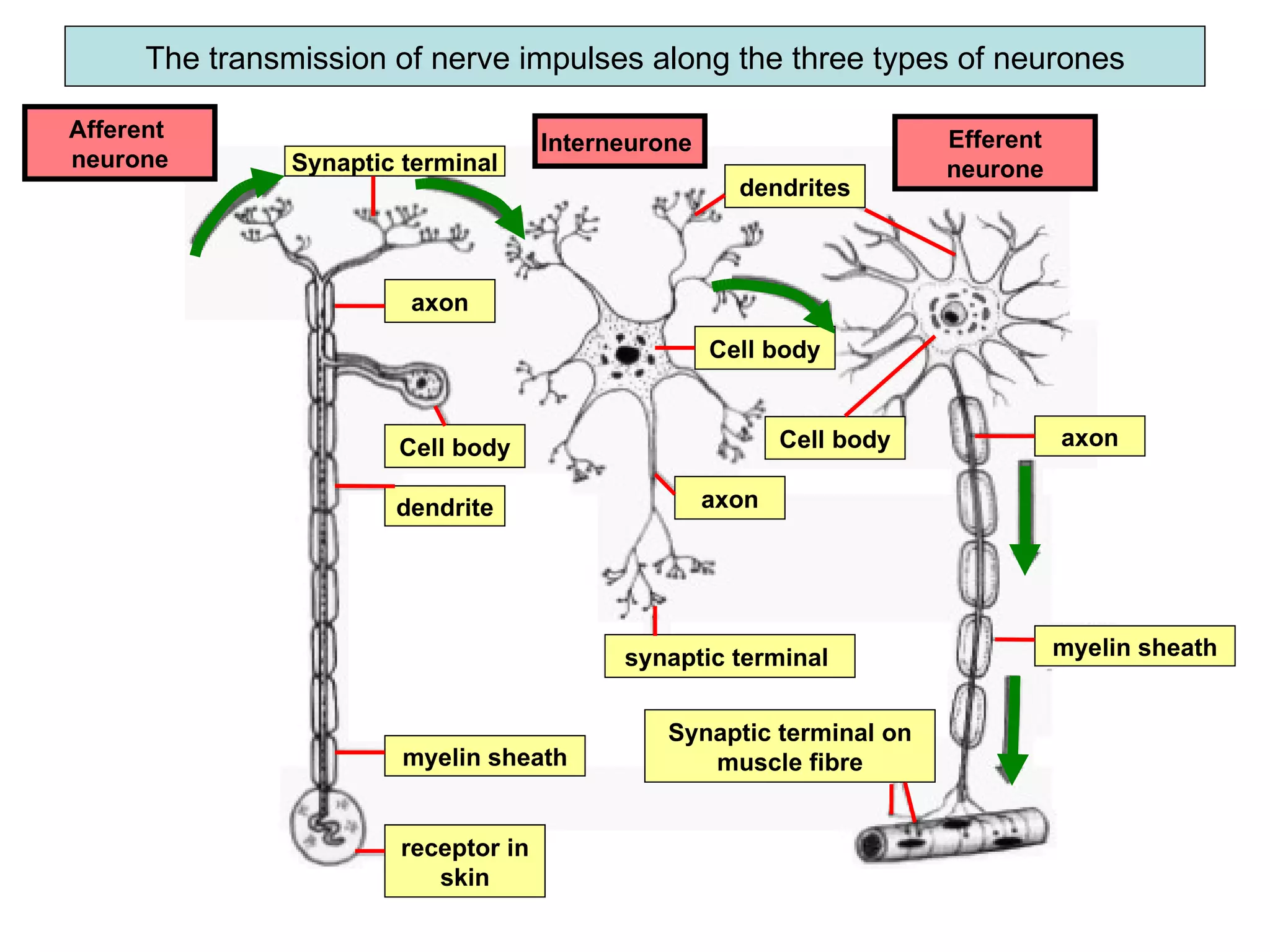 F:\Biology Form 5\Chp 3 Coordination And Response\3 2 The Role Of The ...