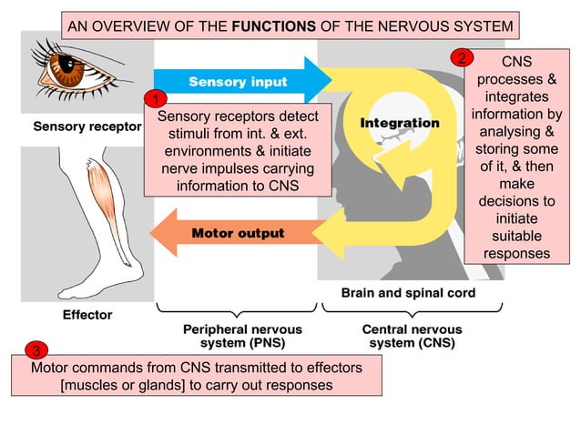 F:\Biology Form 5\Chp 3 Coordination And Response\3 2 The Role Of The ...