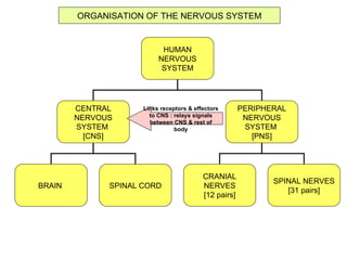 F:\Biology Form 5\Chp 3 Coordination And Response\3 2 The Role Of The ...