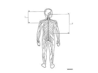 Nervous System Without Labels