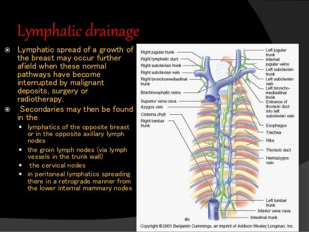 Lymphatic Drainage Of Breast