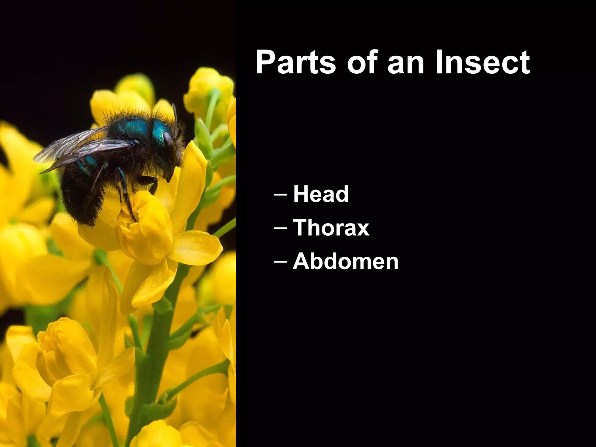 Entomology | PPT