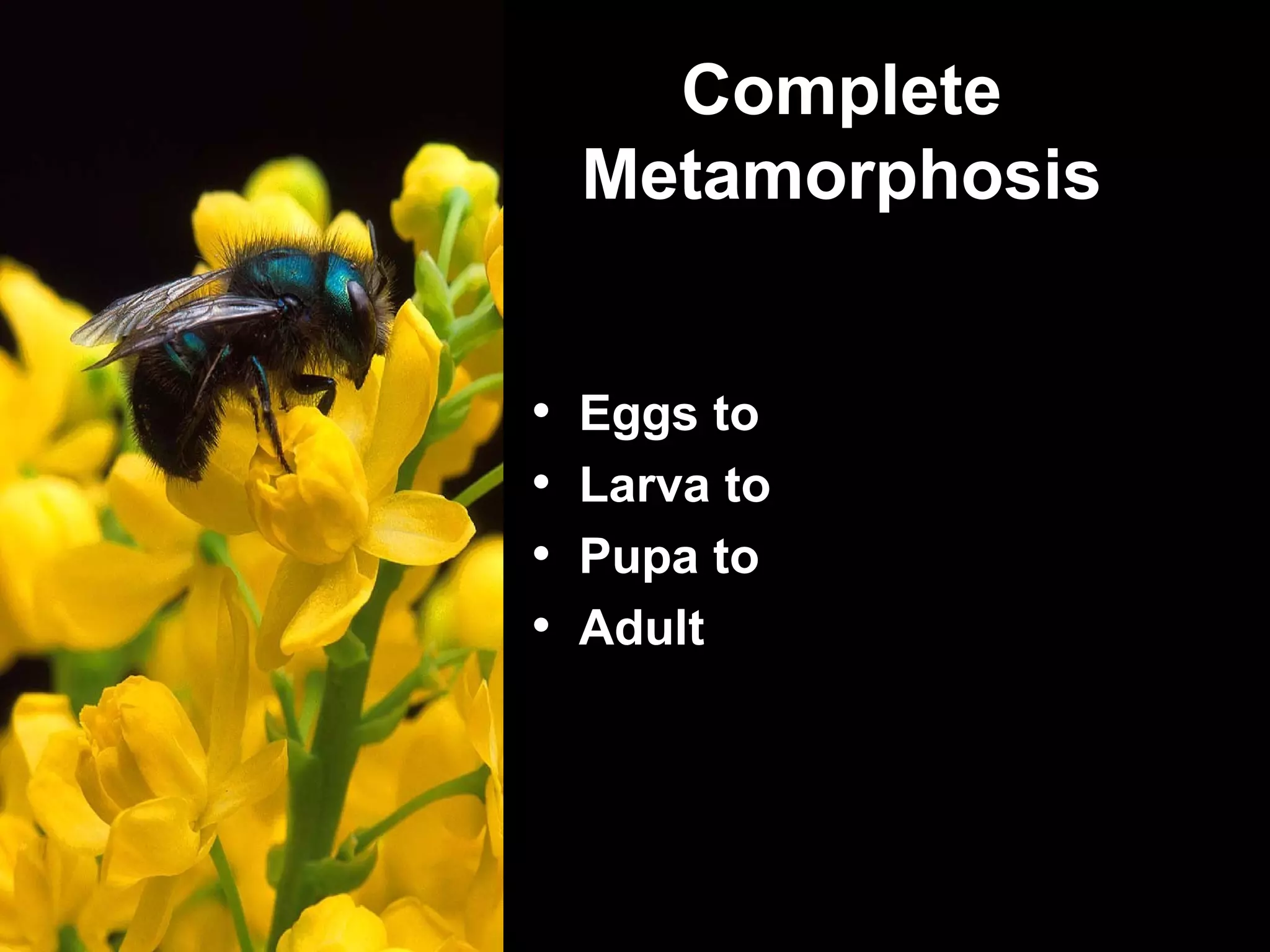 Entomology | PPT