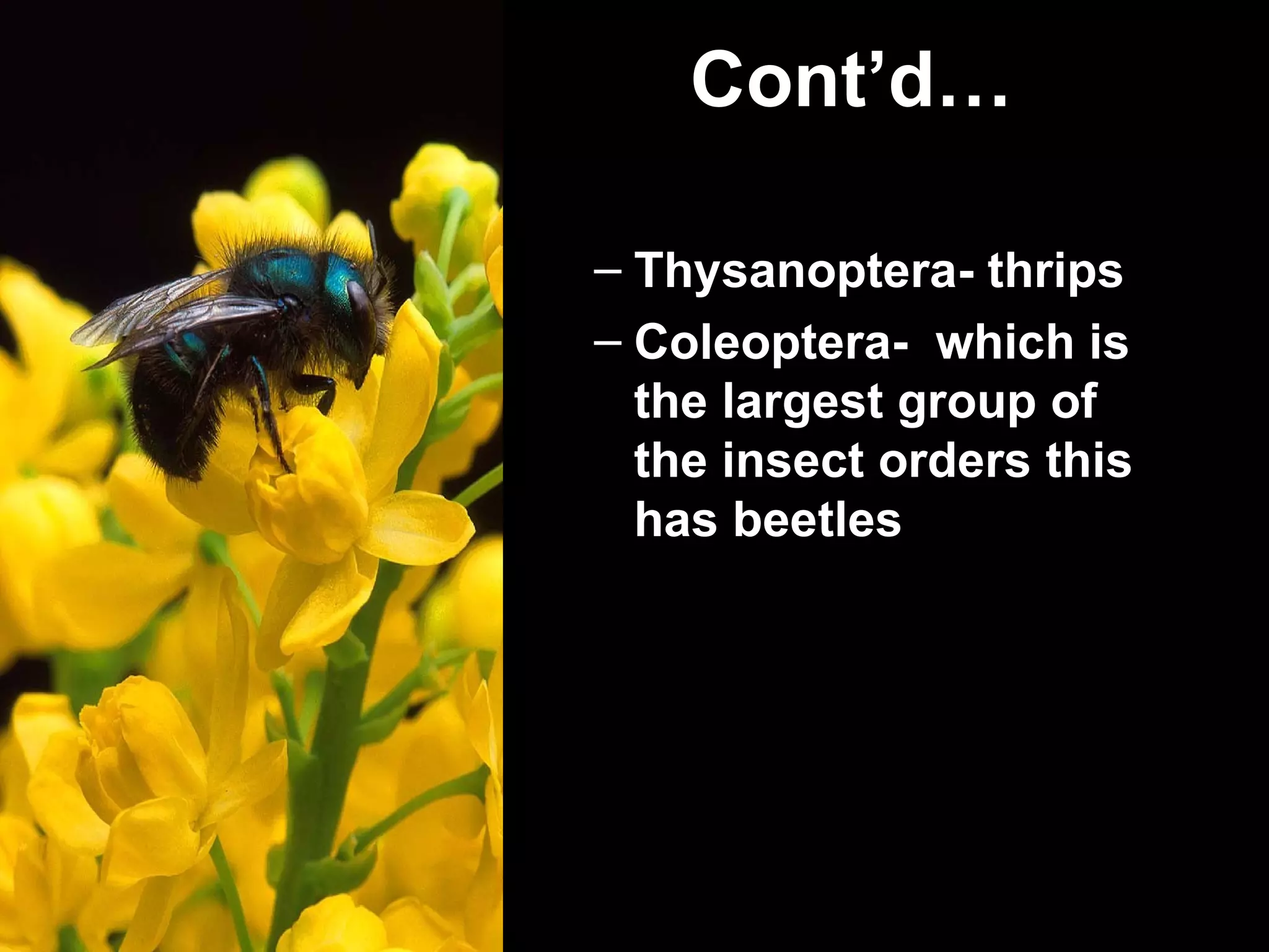 Entomology | PPT