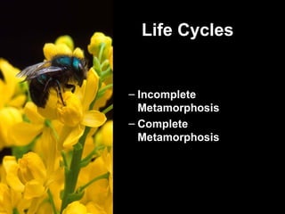 Entomology | PPT