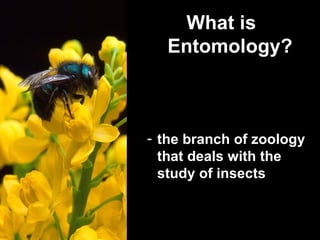Entomology | PPT