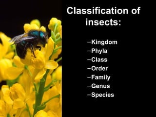 Entomology | PPT