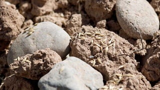 Fb parable sower_seed_ppw | PPT