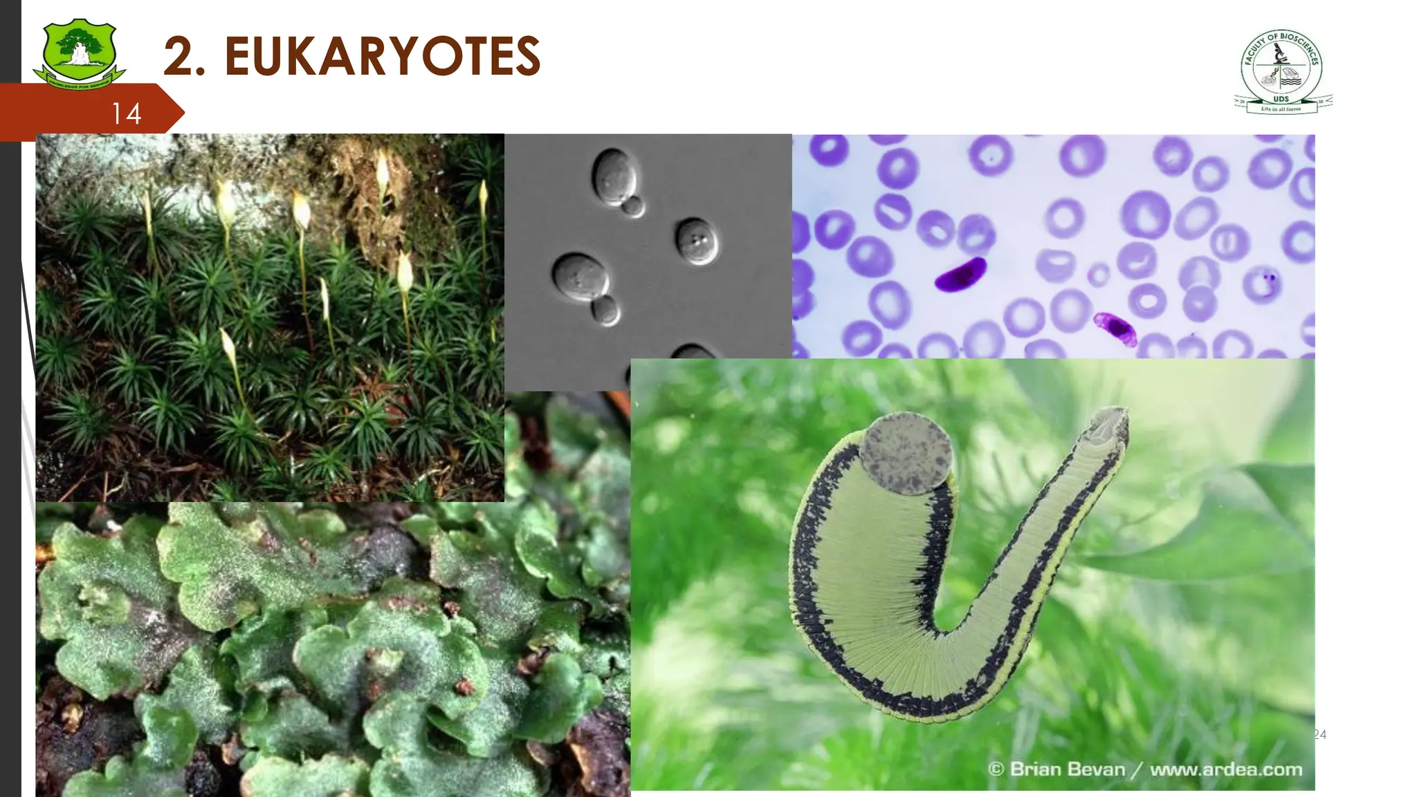 FBS 101 Cell Structure and Function - L2 Cell Biology 05-02-24.pdf