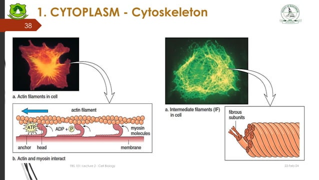 FBS 101 Cell Structure and Function - L2 Cell Biology 05-02-24.pdf