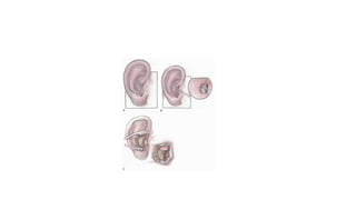 Foreign bodies in ear, nose and nose and their management | PPTX