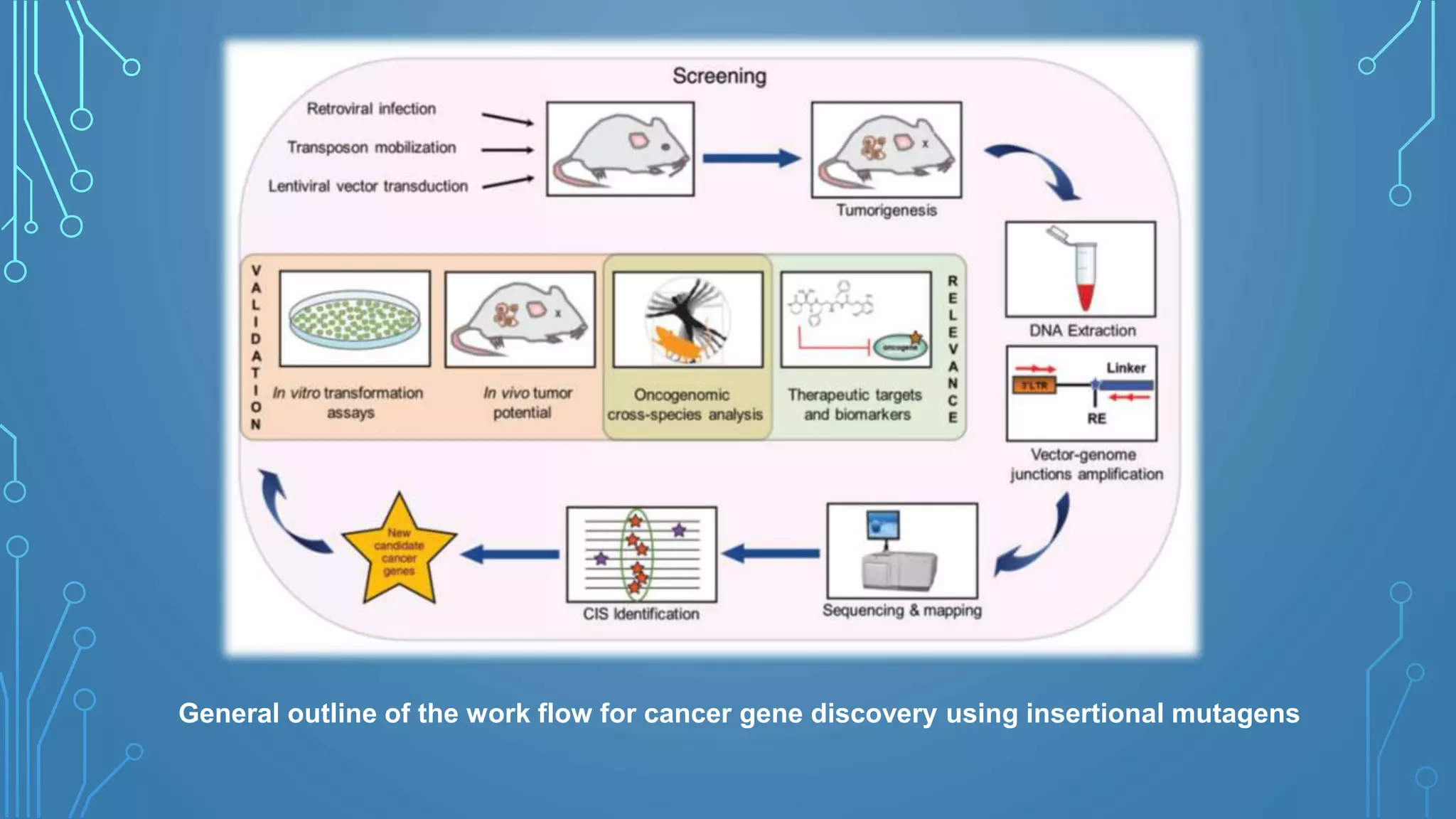 insertional mutagenesis | PPTX