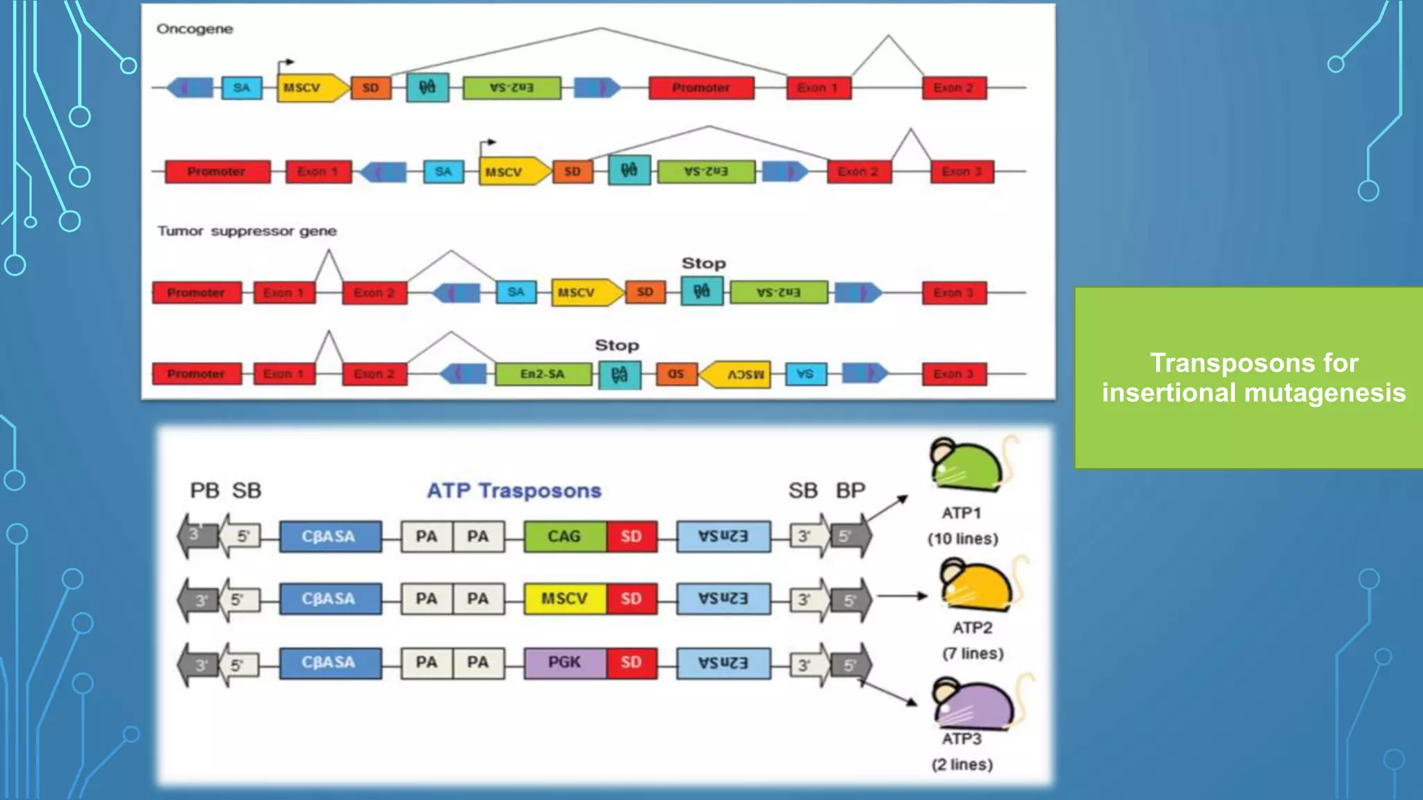 insertional mutagenesis | PPTX