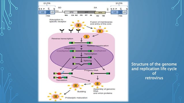 insertional mutagenesis | PPTX