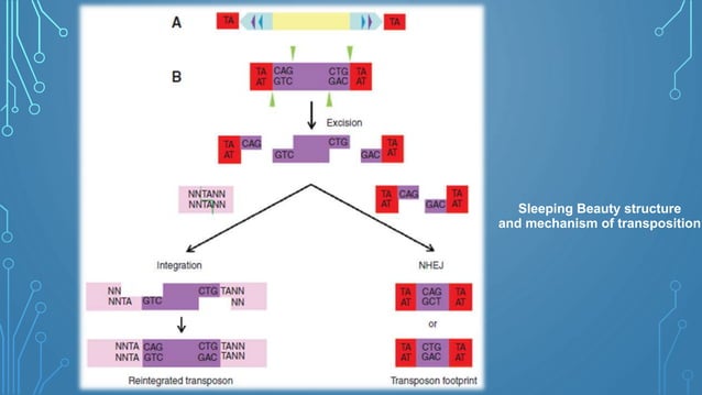 insertional mutagenesis | PPTX