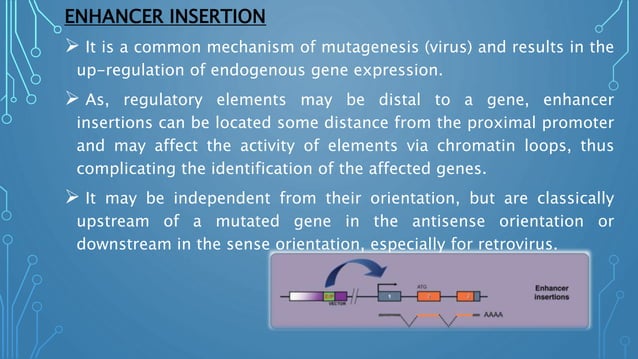 insertional mutagenesis | PPTX
