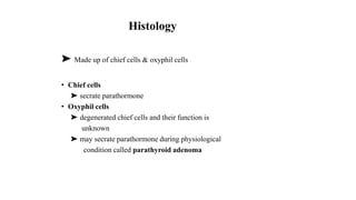 Parathyroid gland | PPTX