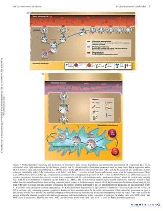 Fc fusion proteins and fc rn - structural insights for longer-lasting ...