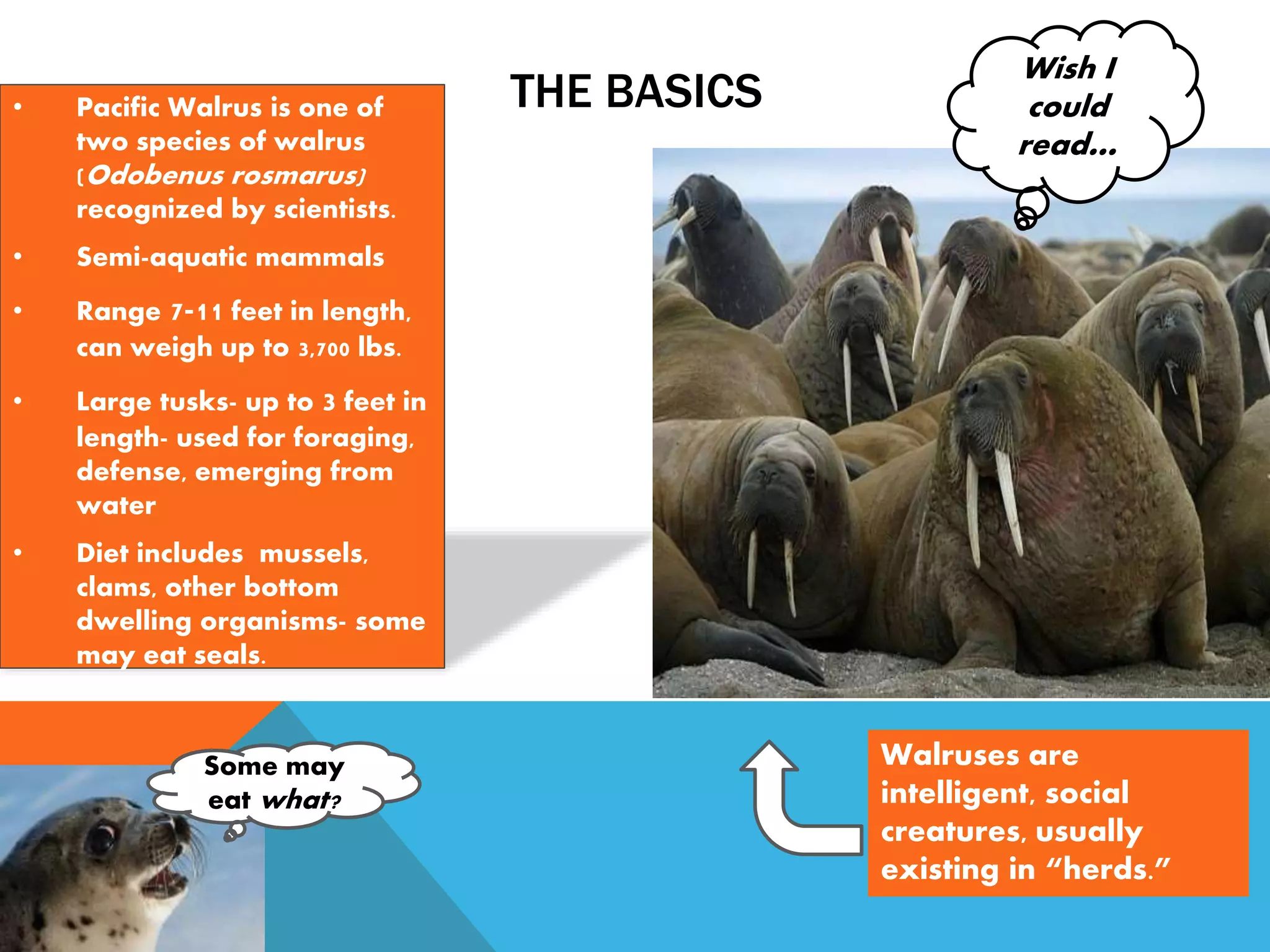 PACIFIC WALRUS UNDER SIEGE | PPT