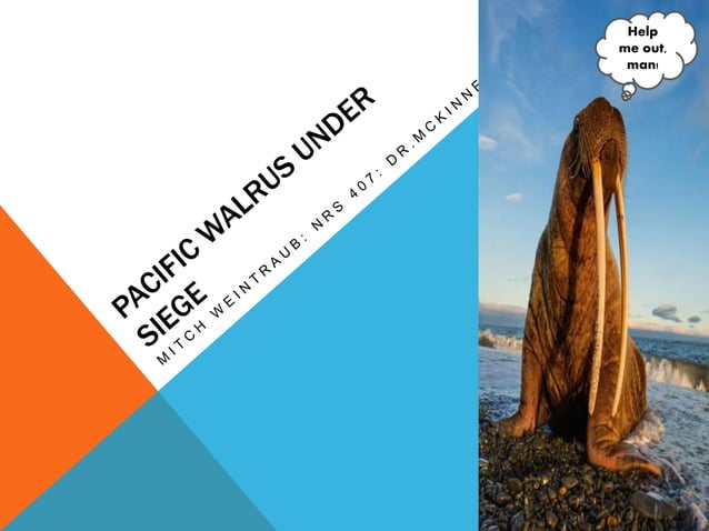PACIFIC WALRUS UNDER SIEGE | PPT