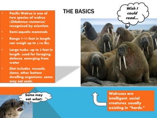 PACIFIC WALRUS UNDER SIEGE | PPT