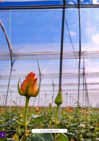 Welyflor Brochure | PDF