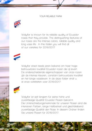 Welyflor Brochure | PDF