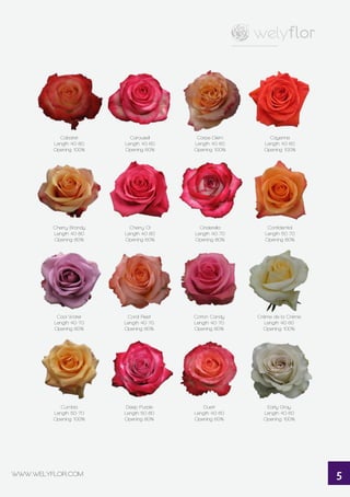 Welyflor Brochure | PDF