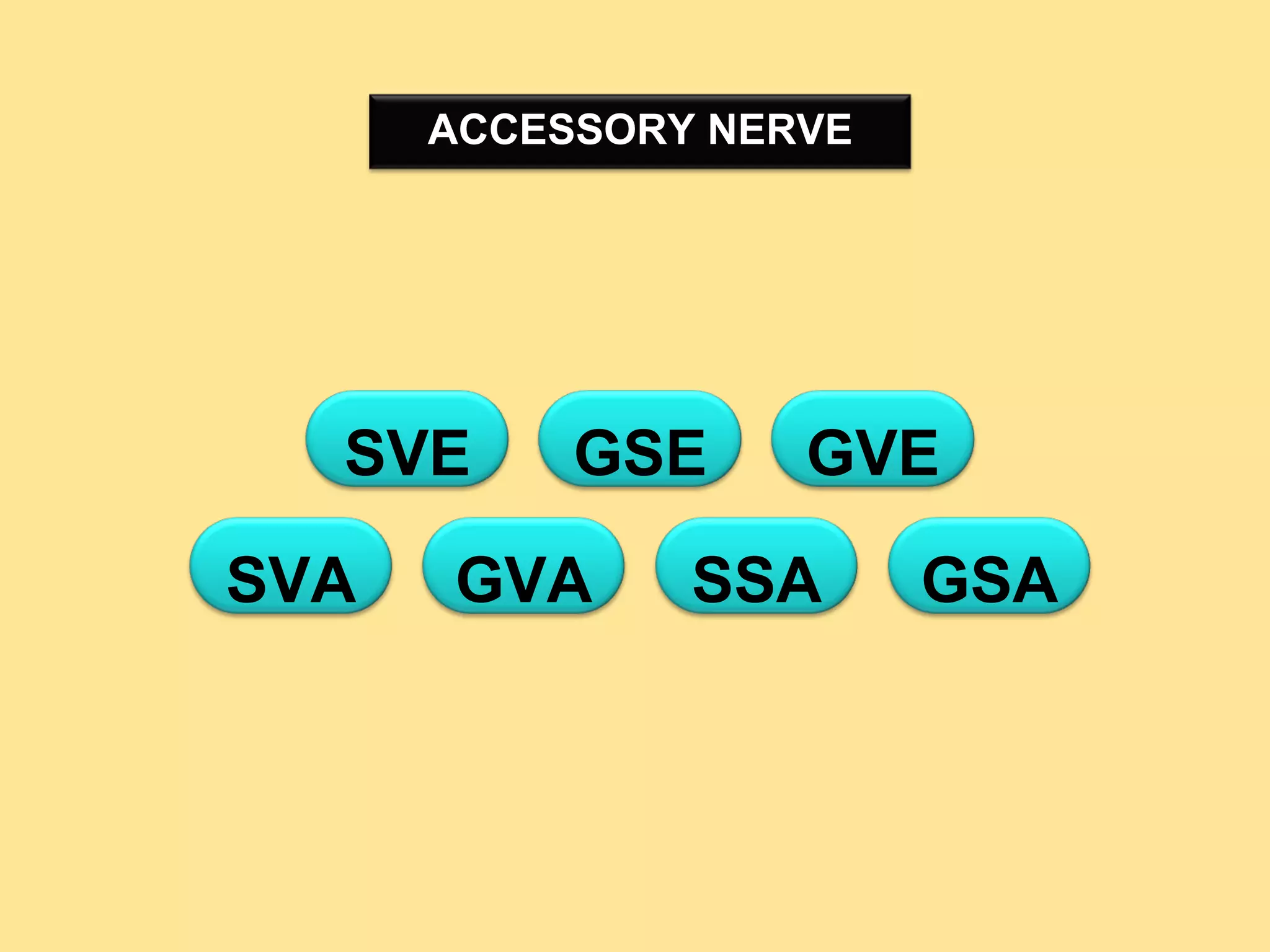 Functional components of the cranial nerves (animated) | PPT