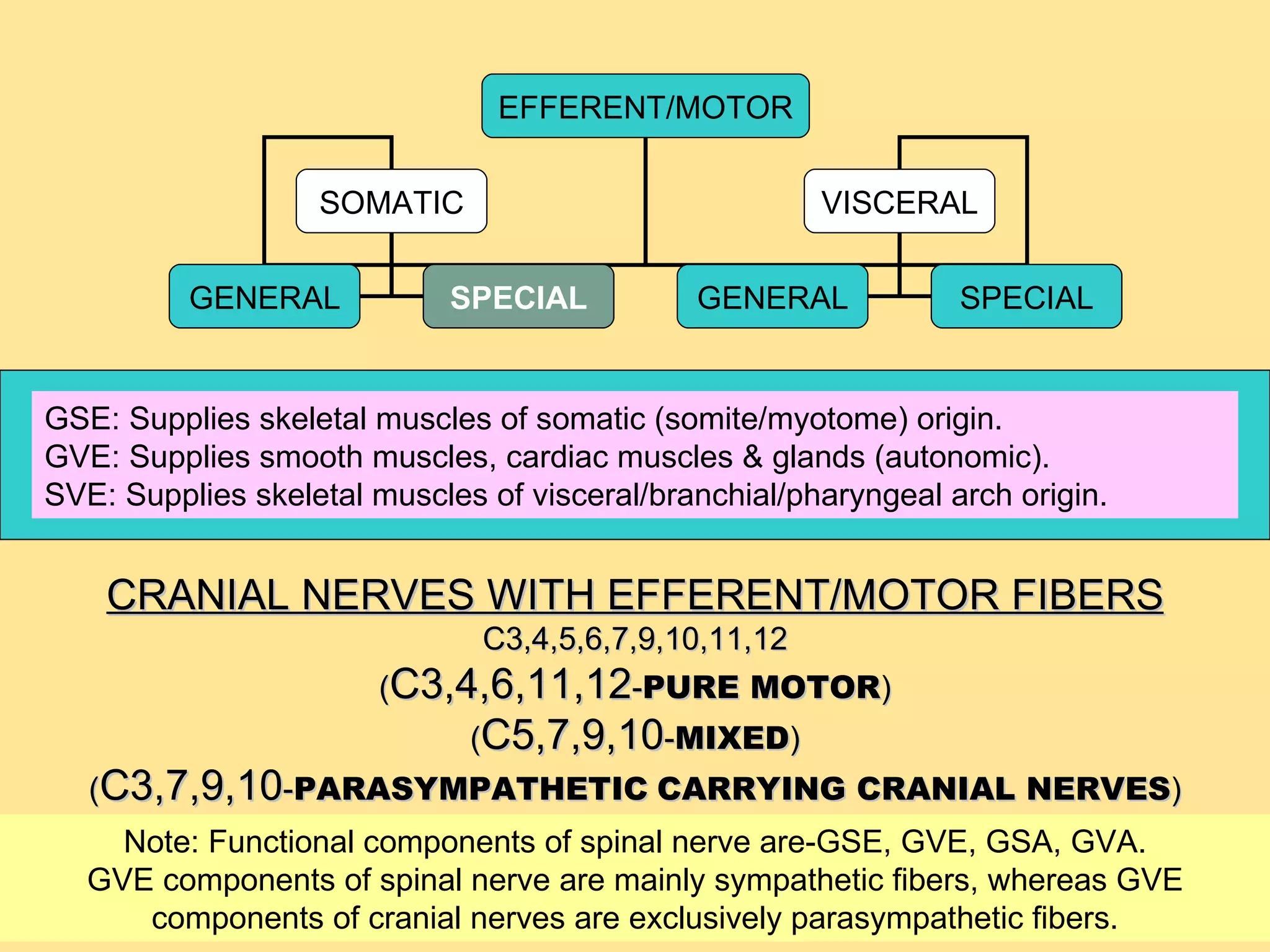 Functional components of the cranial nerves (animated) | PPT