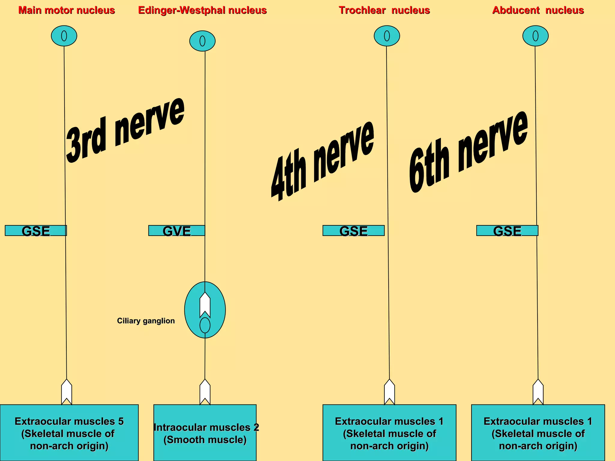 Functional components of the cranial nerves (animated) | PPT